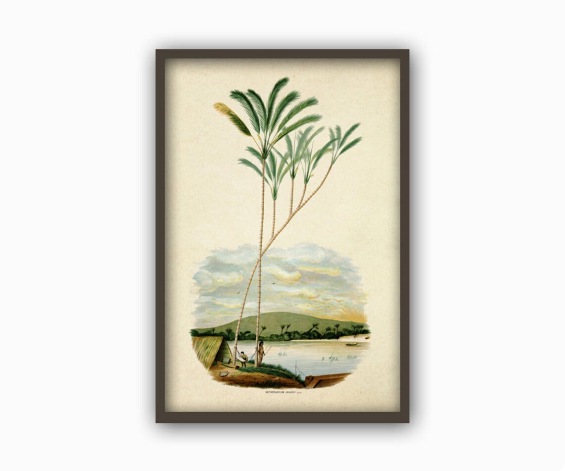 Palm Tree Print, Large Wall Art Decor, Botanical Illustration Art, Palm ...