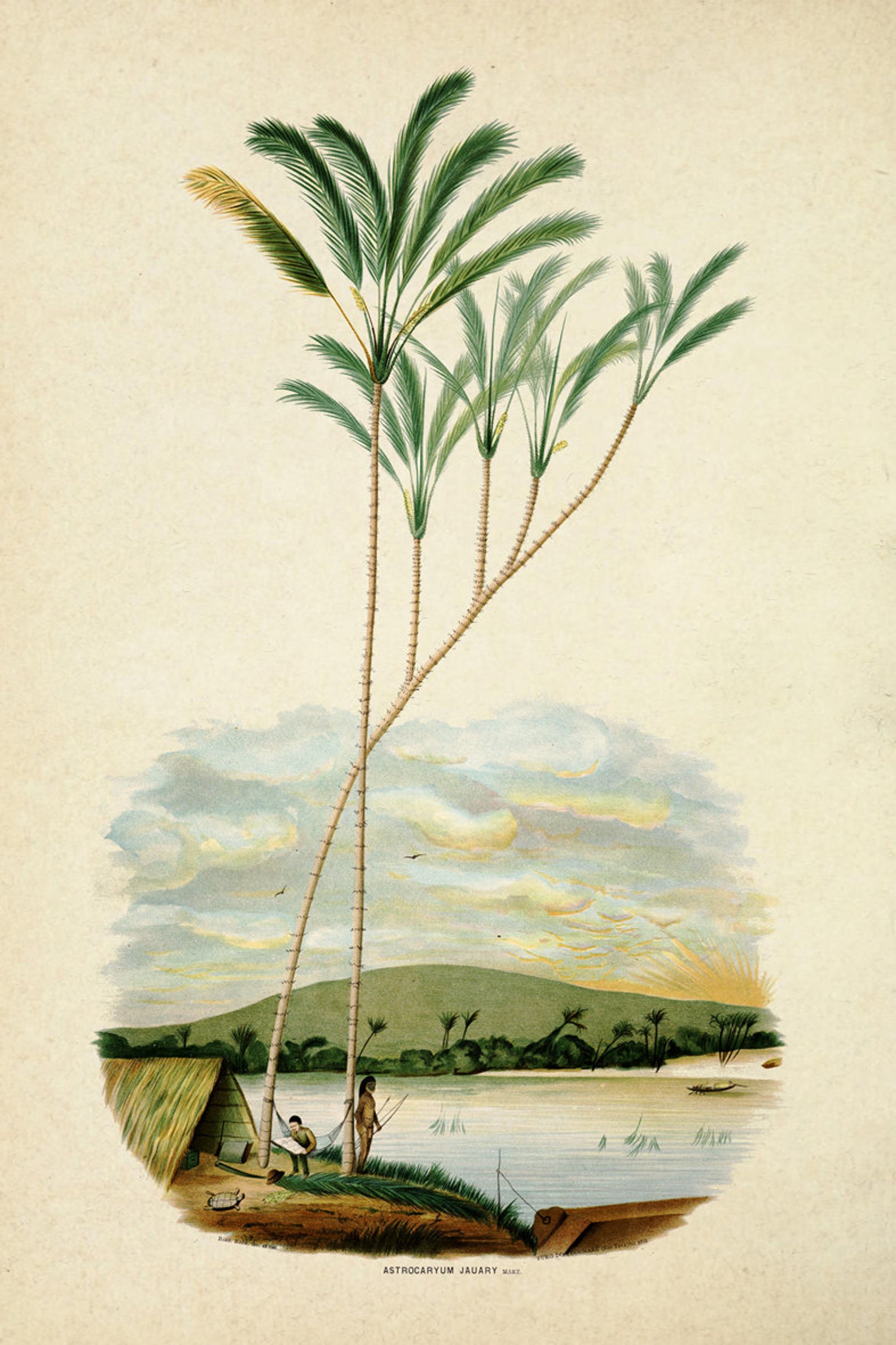 Palm Tree Print, Large Wall Art Decor, Botanical Illustration Art, Palm ...