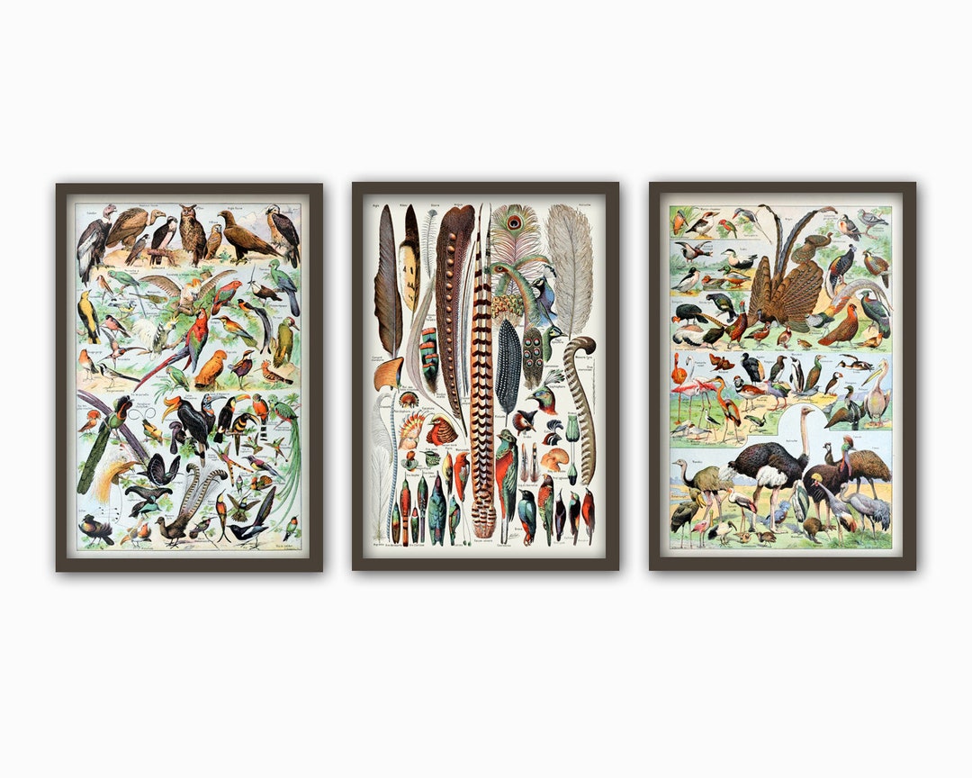 Bird Print Bird Poster Set Wall Art Decor, Ornithology Print Wall Art ...