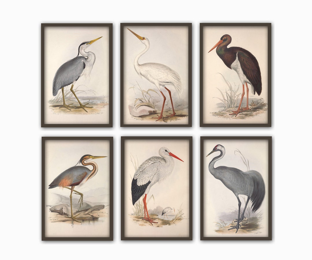 Birds Wall Art Print Set of 6, Antique Bird Illustration, Ornithology ...