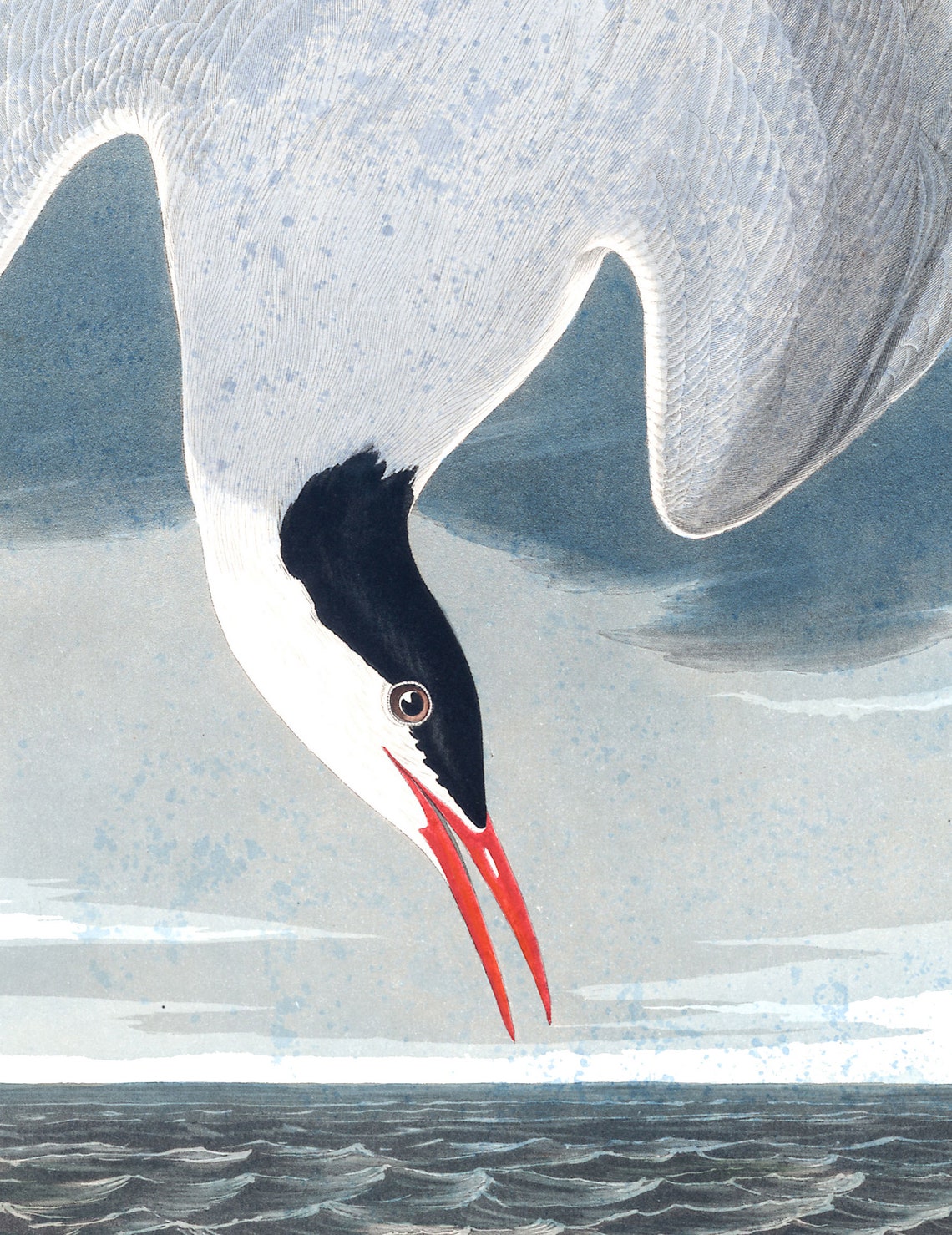 Bird Print Bird Wall Art Decor Large Bird Poster Vintage | Etsy