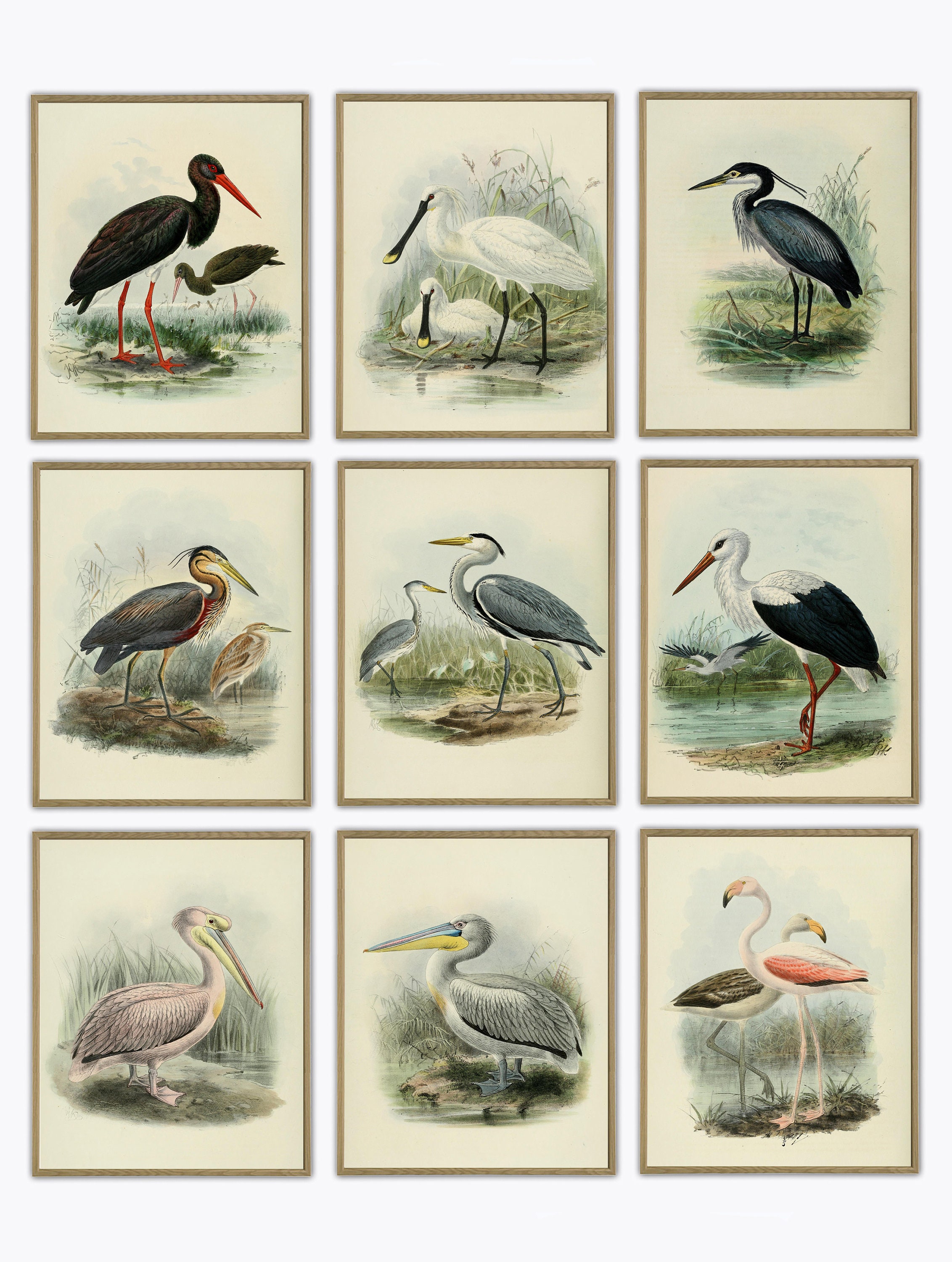 Birds Print Set of 9 Wall Art Decor Bird Illustration | Etsy