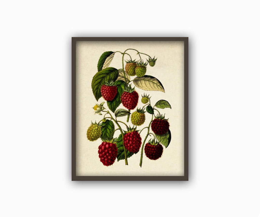 Raspberry Print, Kitchen Wall Art Decor, Botanical Illustration Print ...