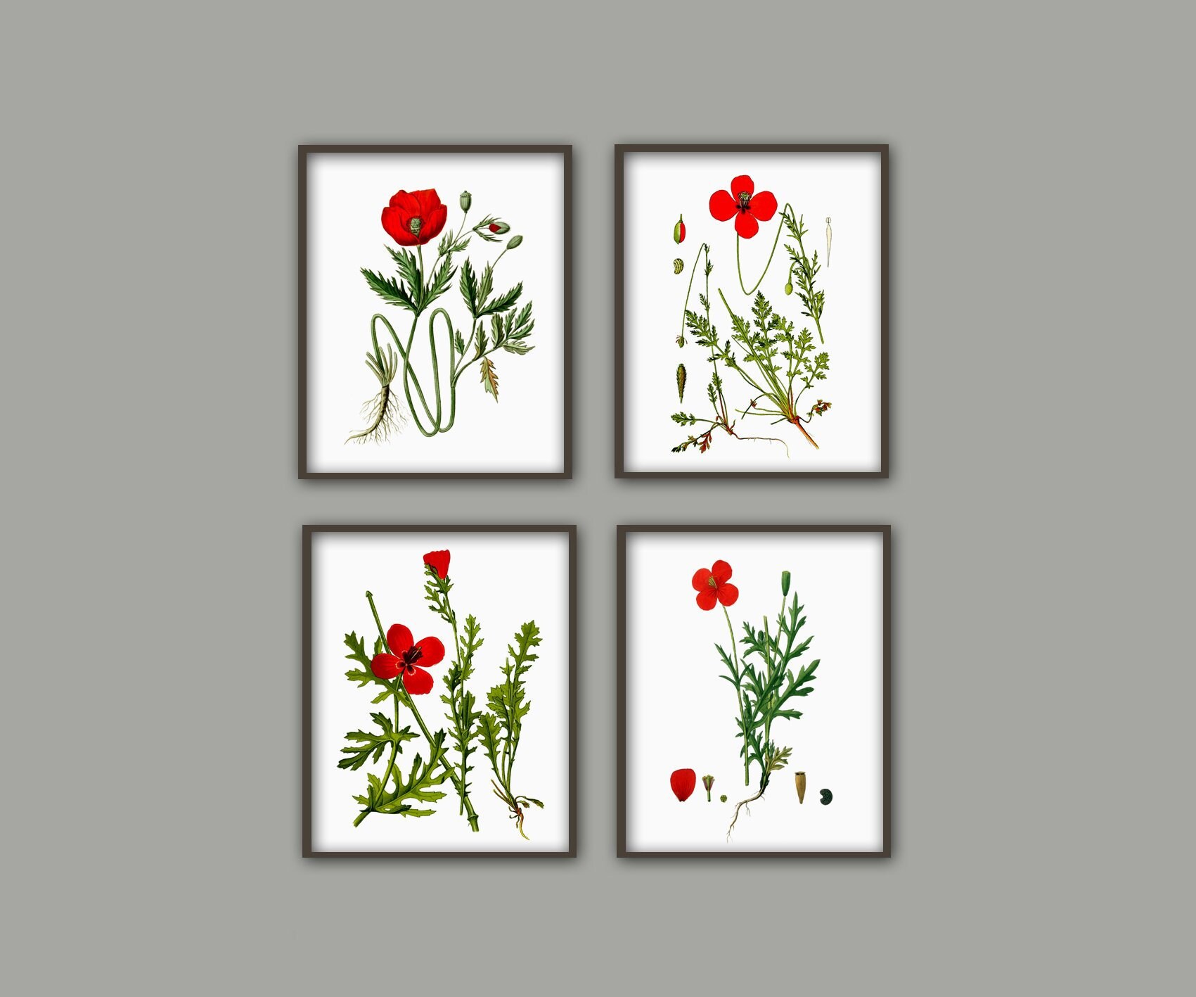 Antique Poppy Print Set of 4 Home Decor Flower Botanical - Etsy