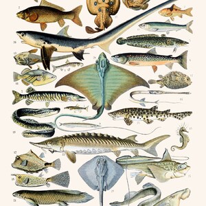 Fish Print - Fish Wall Art - Fish Decor - Science Art - Sea Animals ...