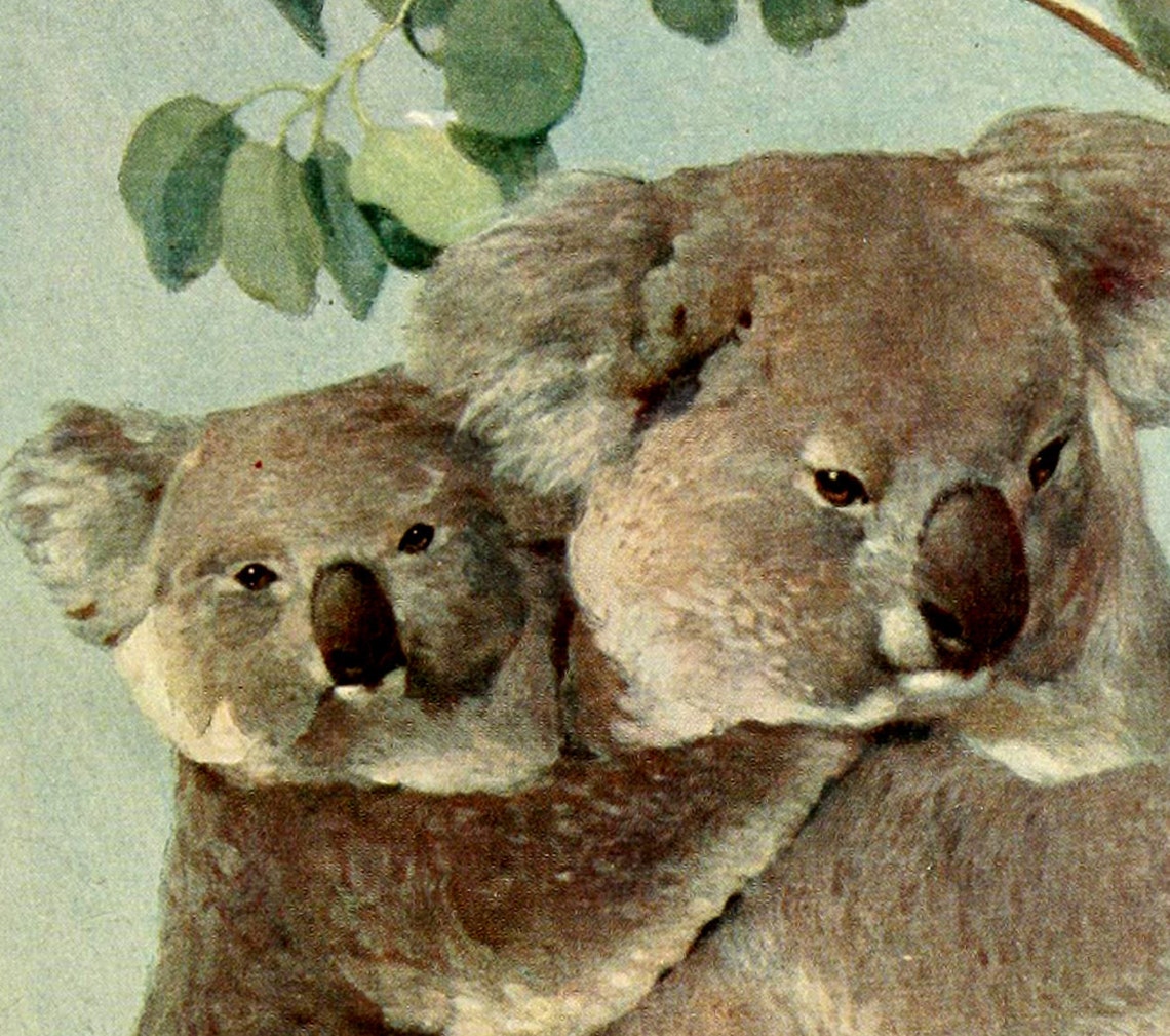 Koala Bear Print Australian Animal Picture Animals Wall Art - Etsy