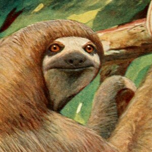 Sloth Art Print, Vintage Animal Illustration Wall Art Poster, Sloth ...