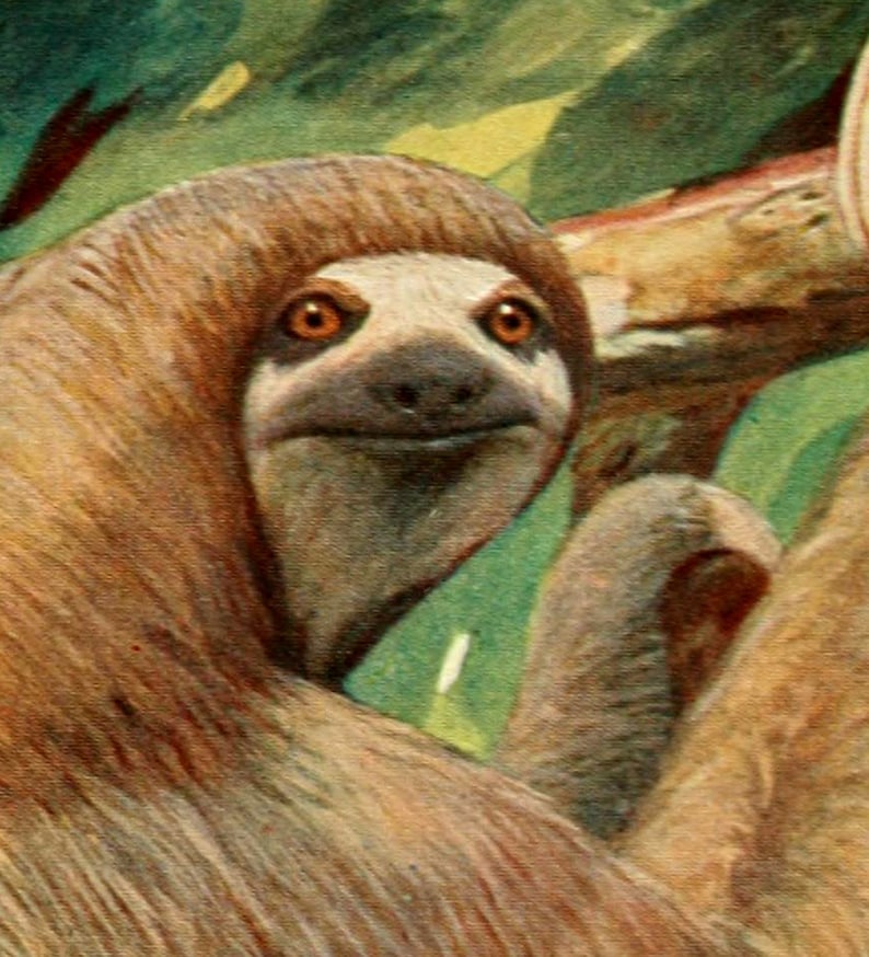 Sloth Art Print Vintage Animal Illustration Wall Art Poster | Etsy