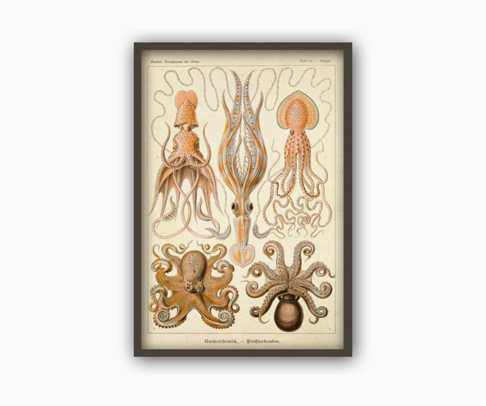 Antique Jellyfish Print, Vintage Haeckel Ocean Art Nautical Print ...