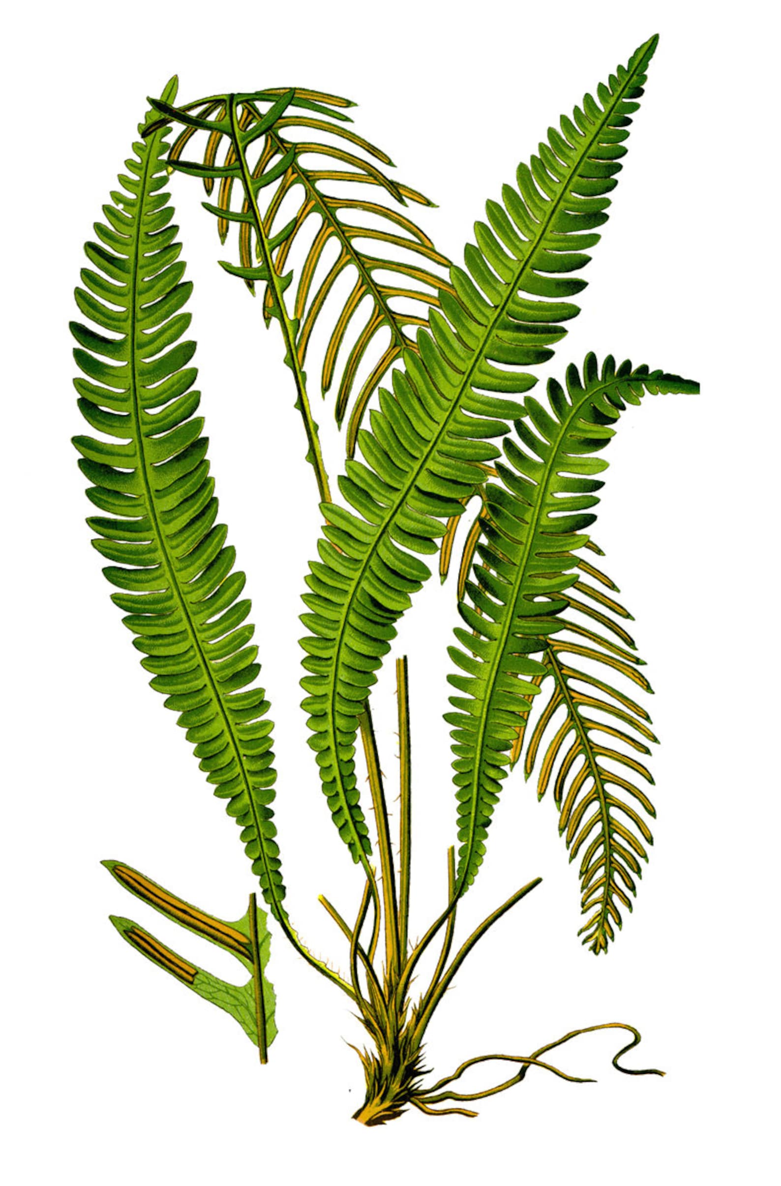 Fern Wall Art Print Set of 2 Botanical Home Decor Fern | Etsy