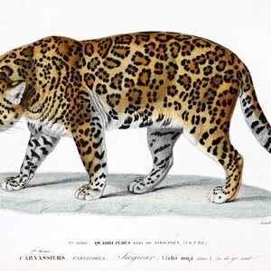 Jaguar Animals Wall Art Print, Jaguar Antique Book Plates Print, Wild ...