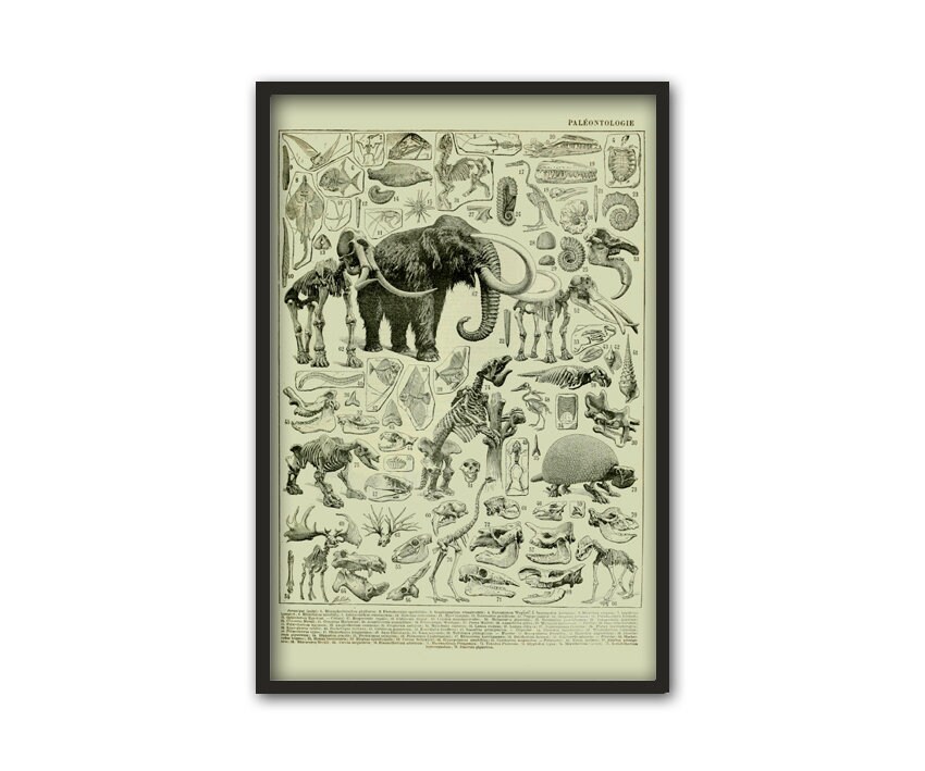 Prehistoric Animals Poster Fossil Mammoth Dinosaur Skeleton - Etsy
