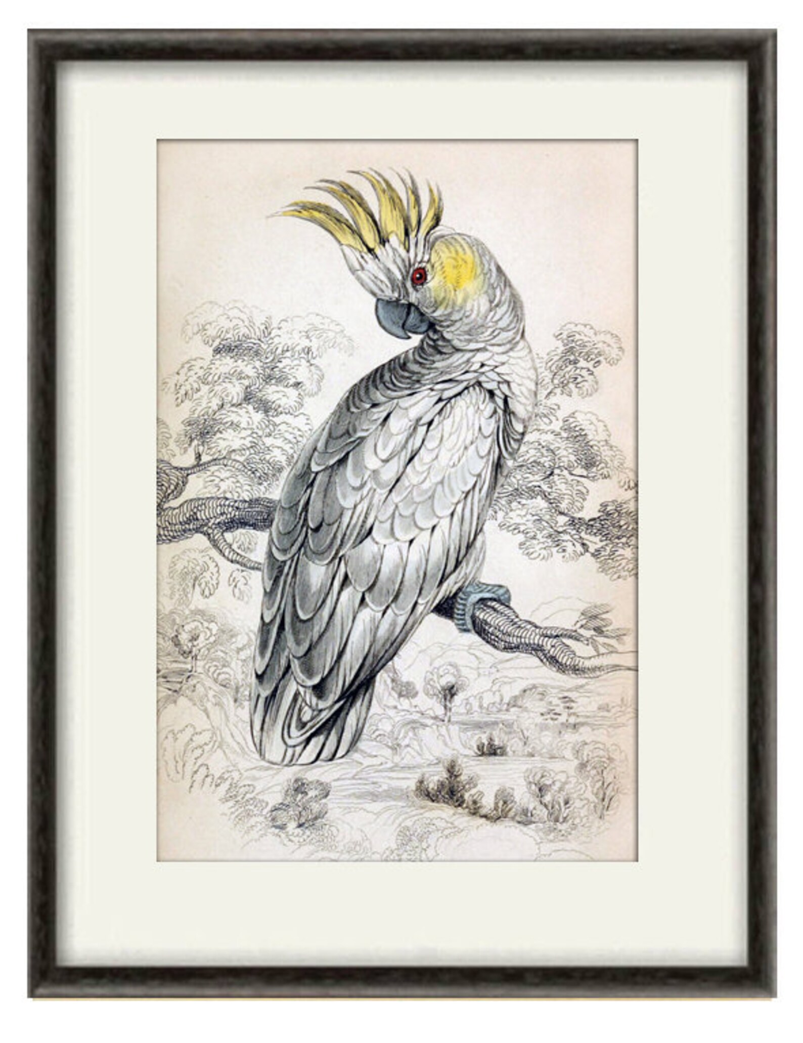 Parrot Print Bird Wall Art Parrot Poster Bird Living Room - Etsy