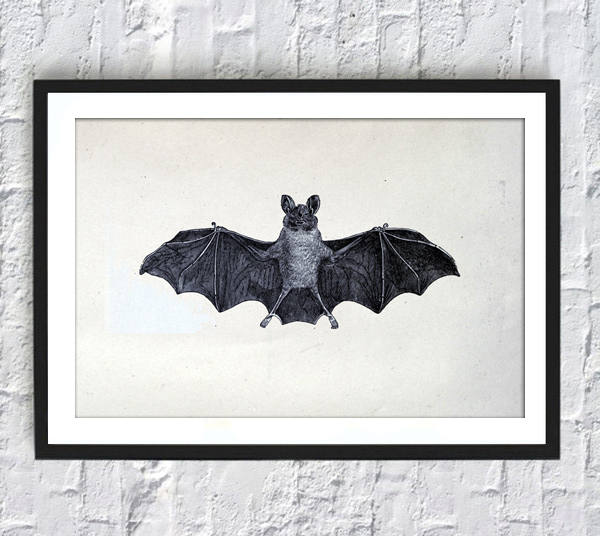 Bat Print Bat Wall Art Bat Poster Animals Print - Etsy