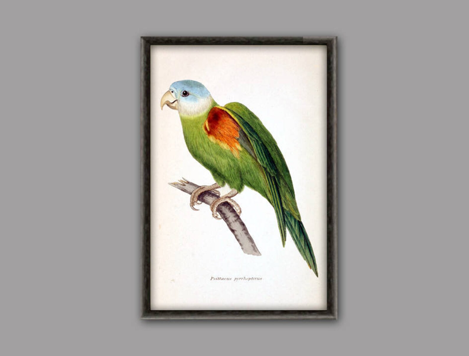 Bird Parrot Print - Bird Wall Art - Parrot Decor - Bird Wall Art ...