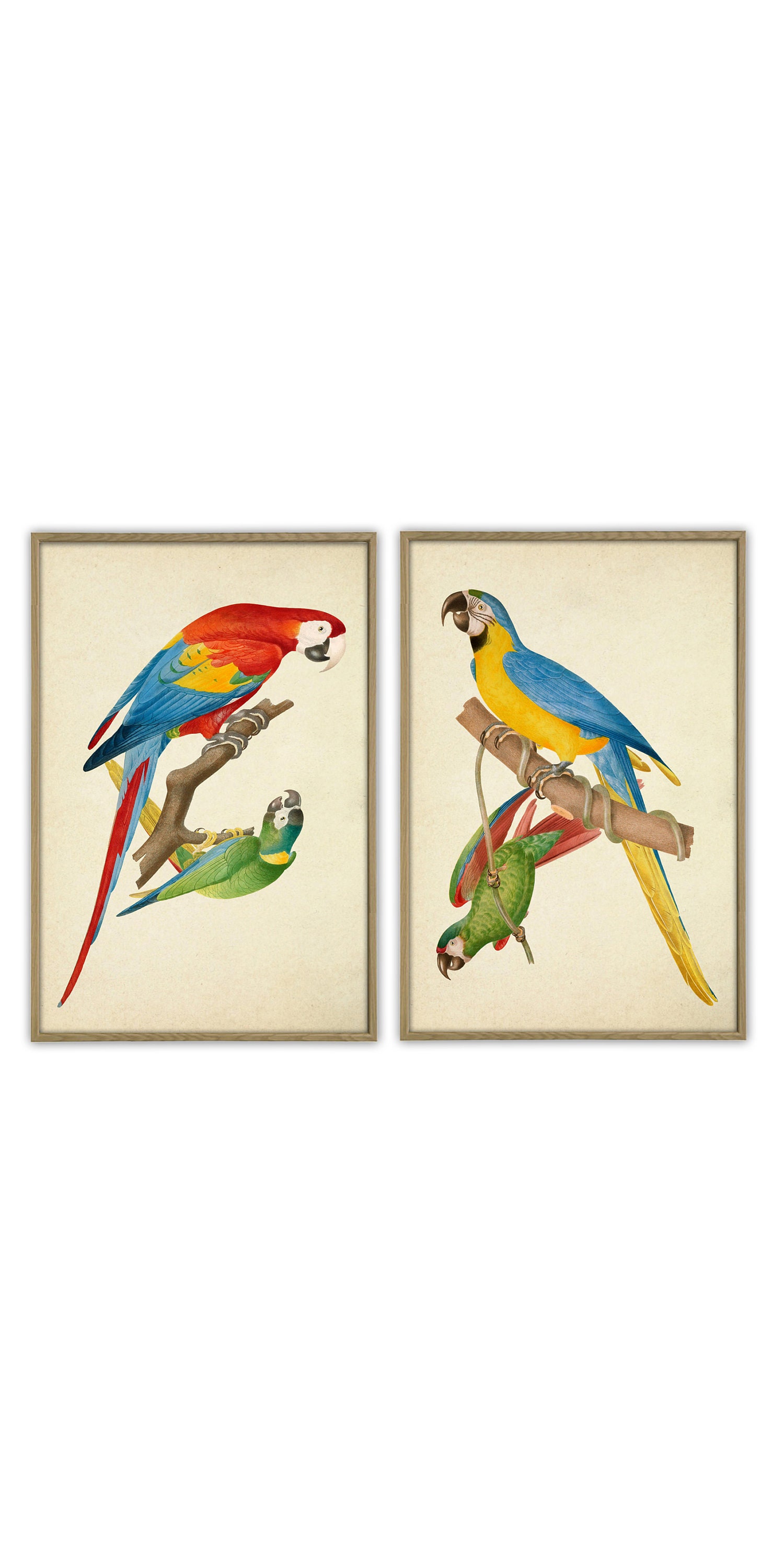 Birds Print Set Parrot Wall Art Decor Ornithology Print - Etsy