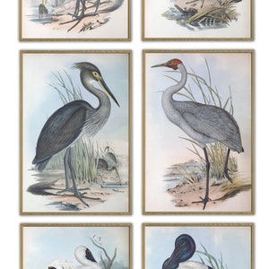 Large Birds Prints Set of 6 , Wall Art Decor, Ornithology Poster ...