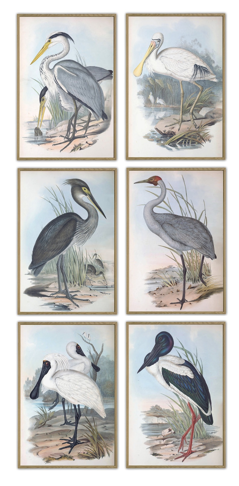 Large Birds Prints Set of 6 Wall Art Decor Ornithology - Etsy
