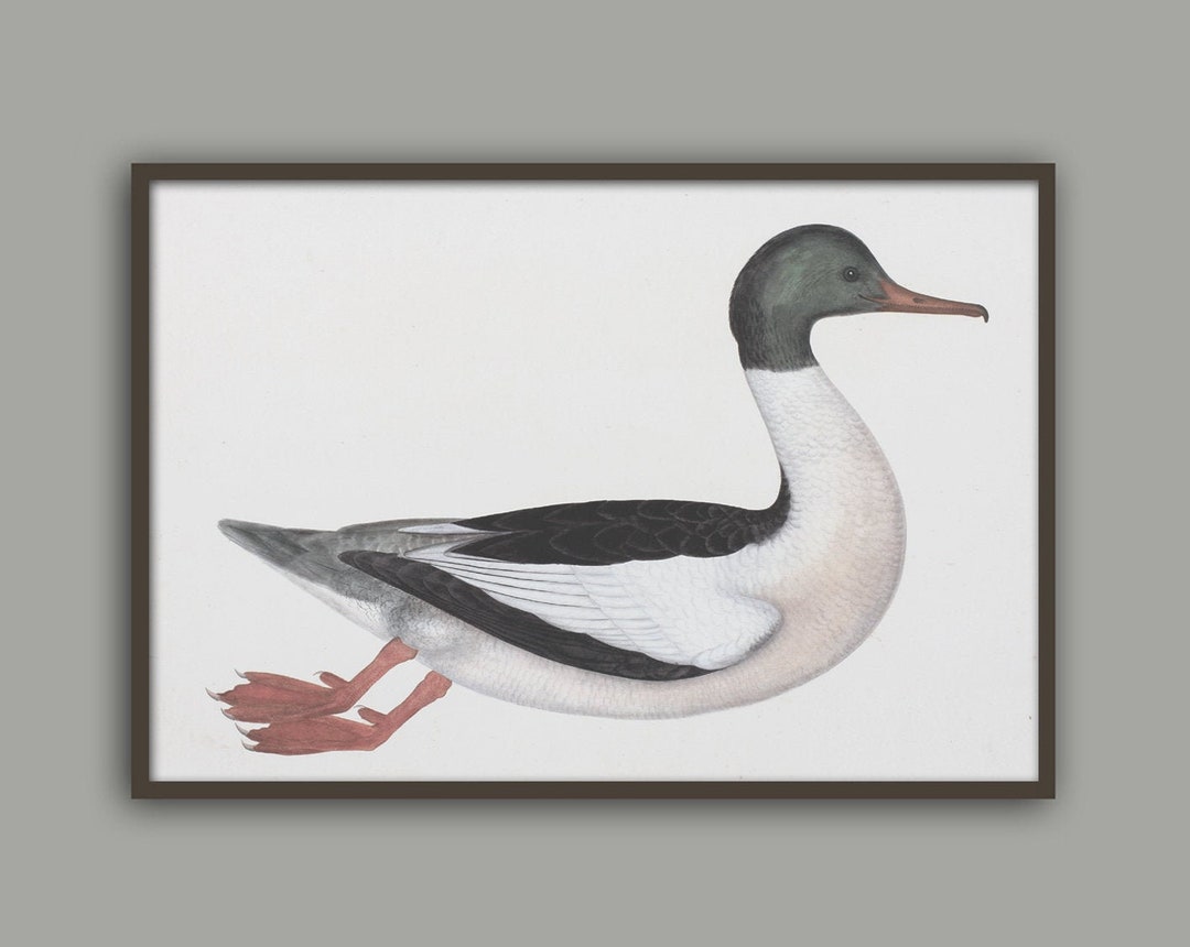Bird Print, Duck Print Wild Bird Wall Art Decor, Large Print, Living ...