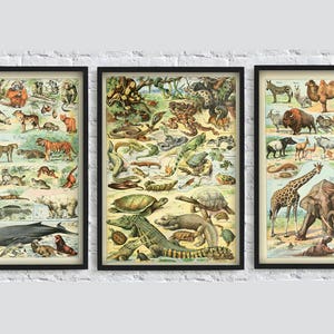 Animals Print Set, Animal Science Posters, Reptile Elephant Lion ...