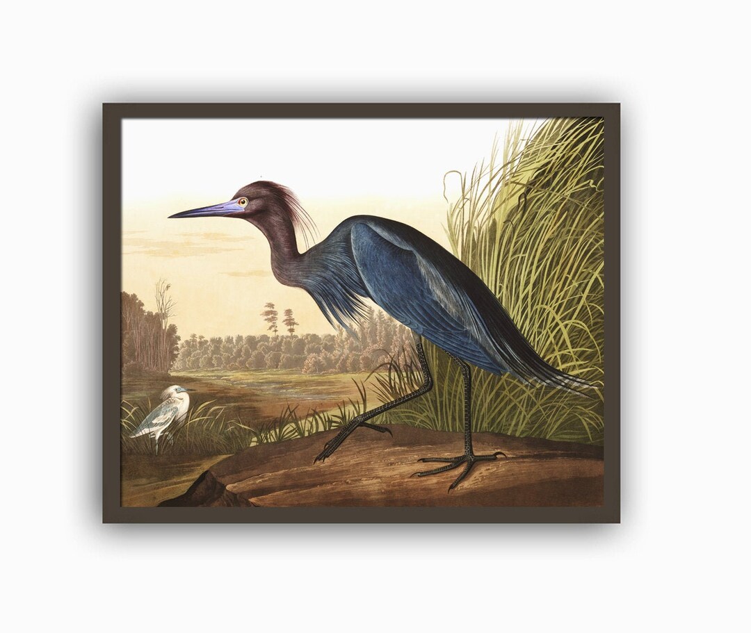 Blue Crane Print Bird Print Bird Wall Art Decor, Audubon Bird ...