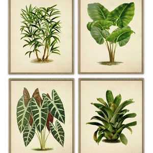 Rare Botanical Posters Set of 4 Botanical Prints Botanical Kitchen ...