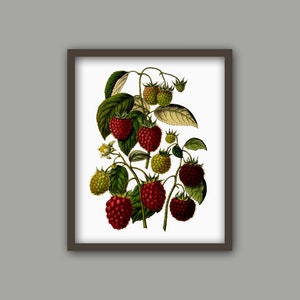 Raspberry Print, Kitchen Wall Art Decor, Botanical Illustration Print ...