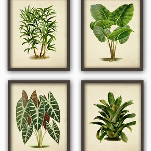 Rare Botanical Posters Set of 4 Botanical Prints Botanical Kitchen ...