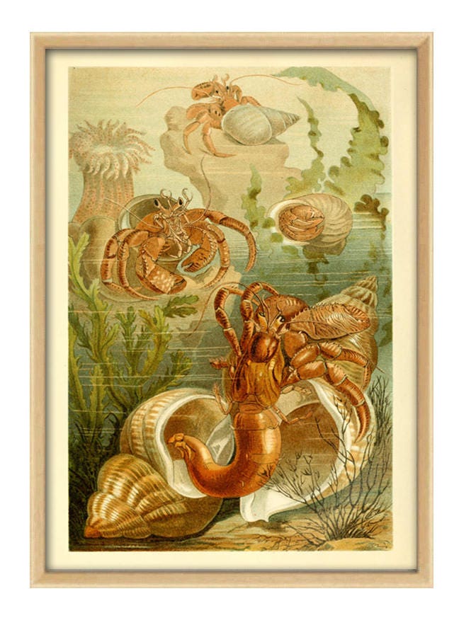 Crayfish Print Crawfish Wall Art Lobster Poster | Etsy