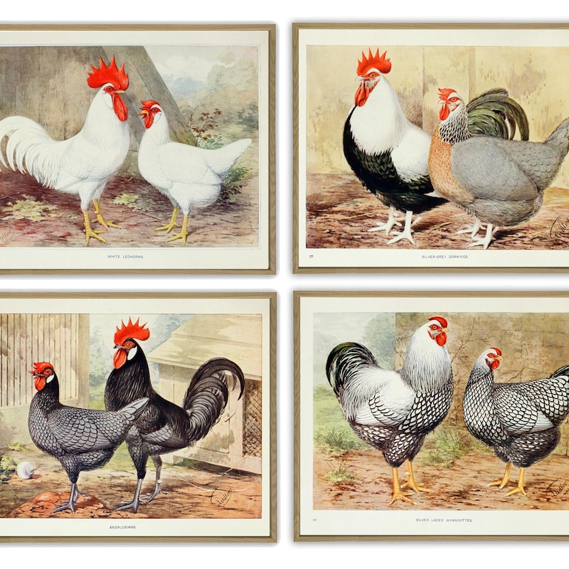 Chicken Breeds Poster - Etsy
