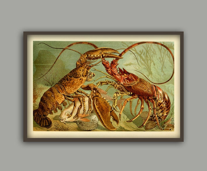 Lobster Art Print Marine Biology Poster Sea Animals Lobster - Etsy