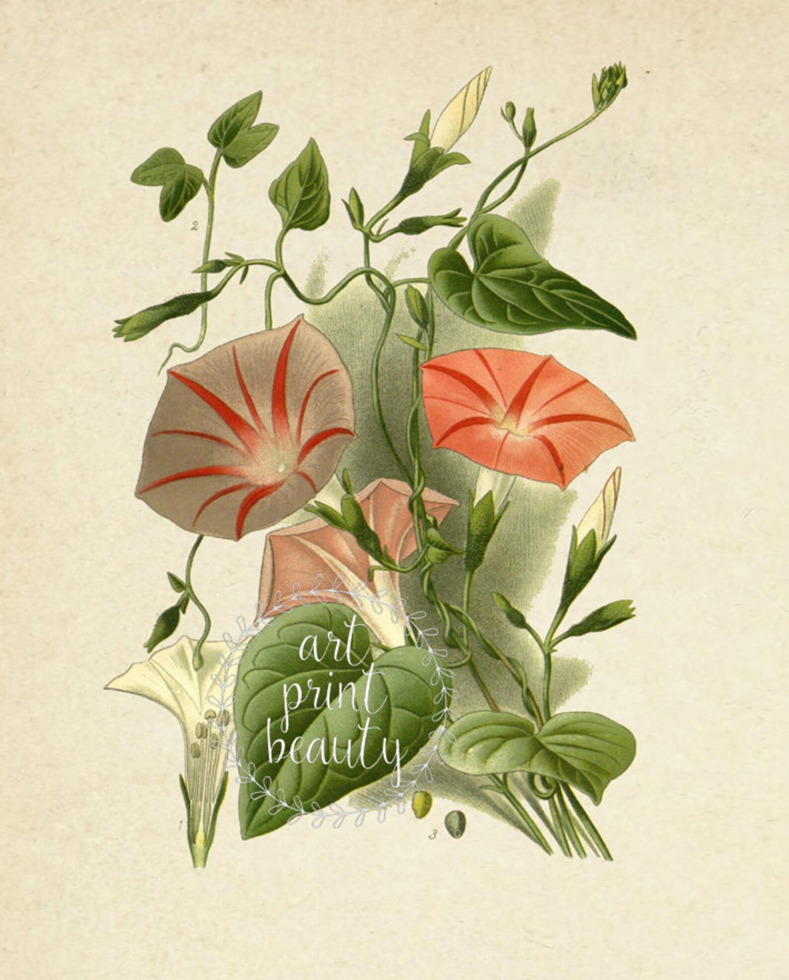 Beautiful Flowers Print Set of 4 Home Decor, Botanical Illustrations ...