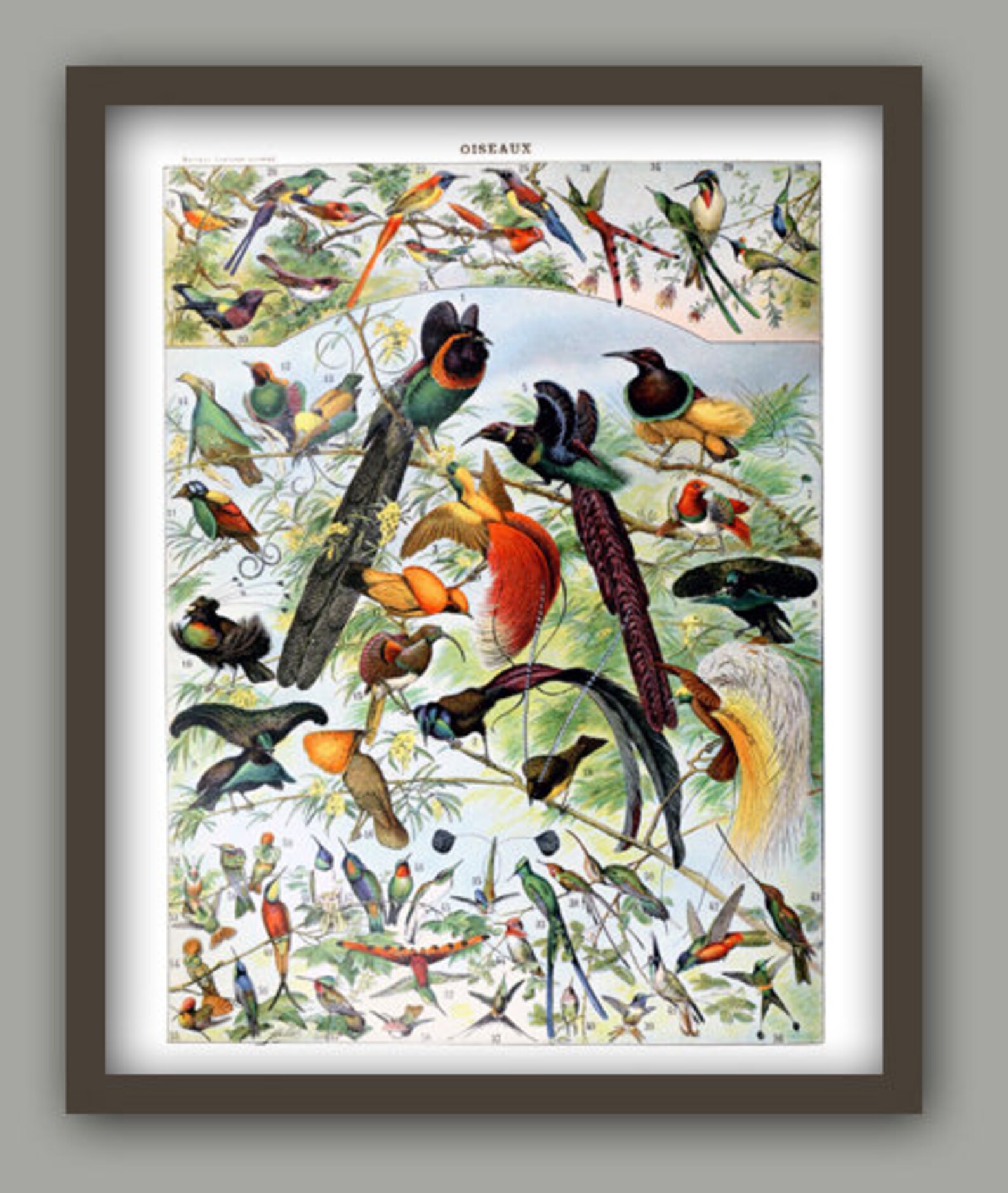 Tropical Birds Print Antique Birds Decor Birds Wall Art | Etsy