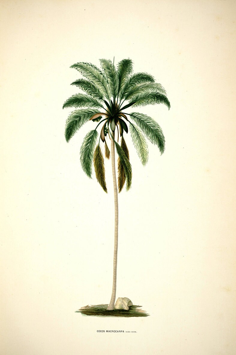 Palm Tree Botanical Wall Art Print Set of 3 Palm Home Decor | Etsy