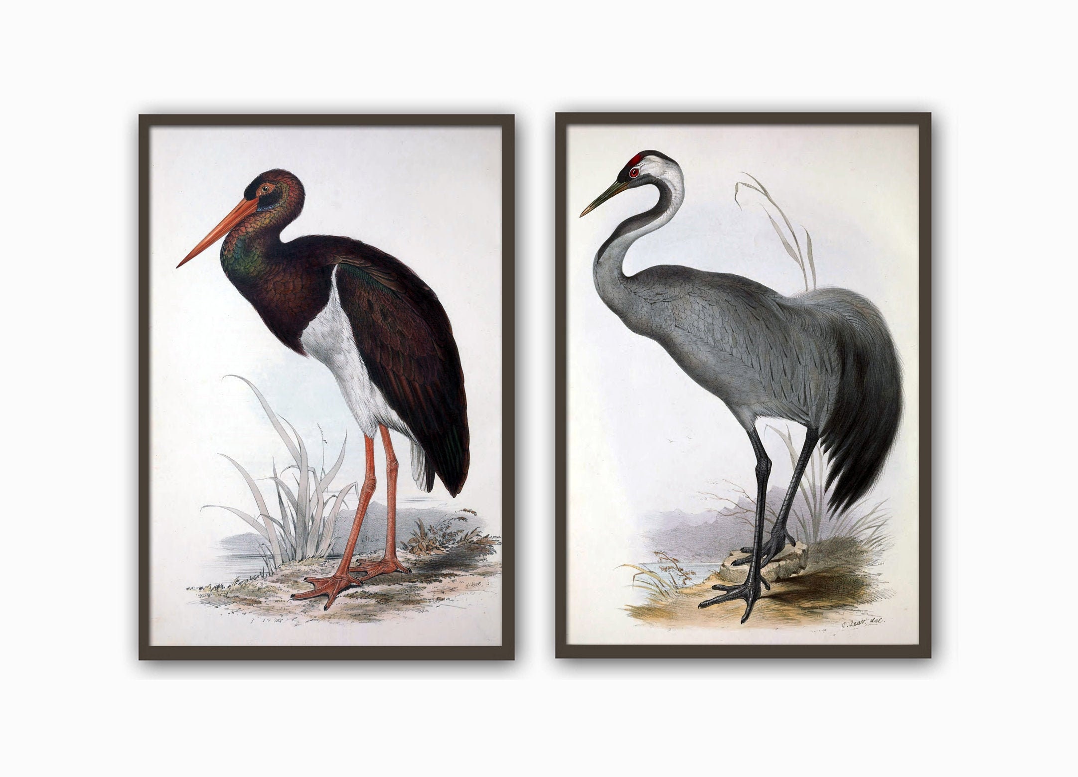 Birds Print Set of 2 Antique Bird Illustration Ornithology | Etsy