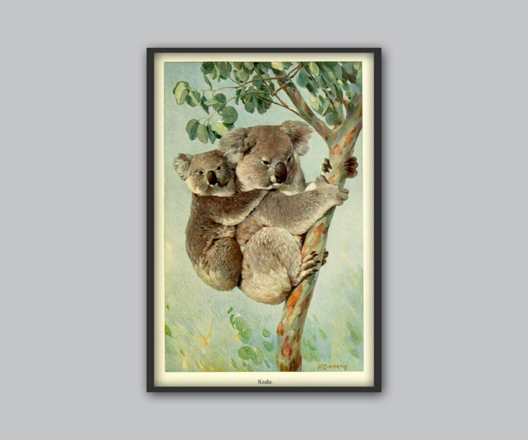 Koala Bear Print Australian Animal Picture, Animals Wall Art Decor ...