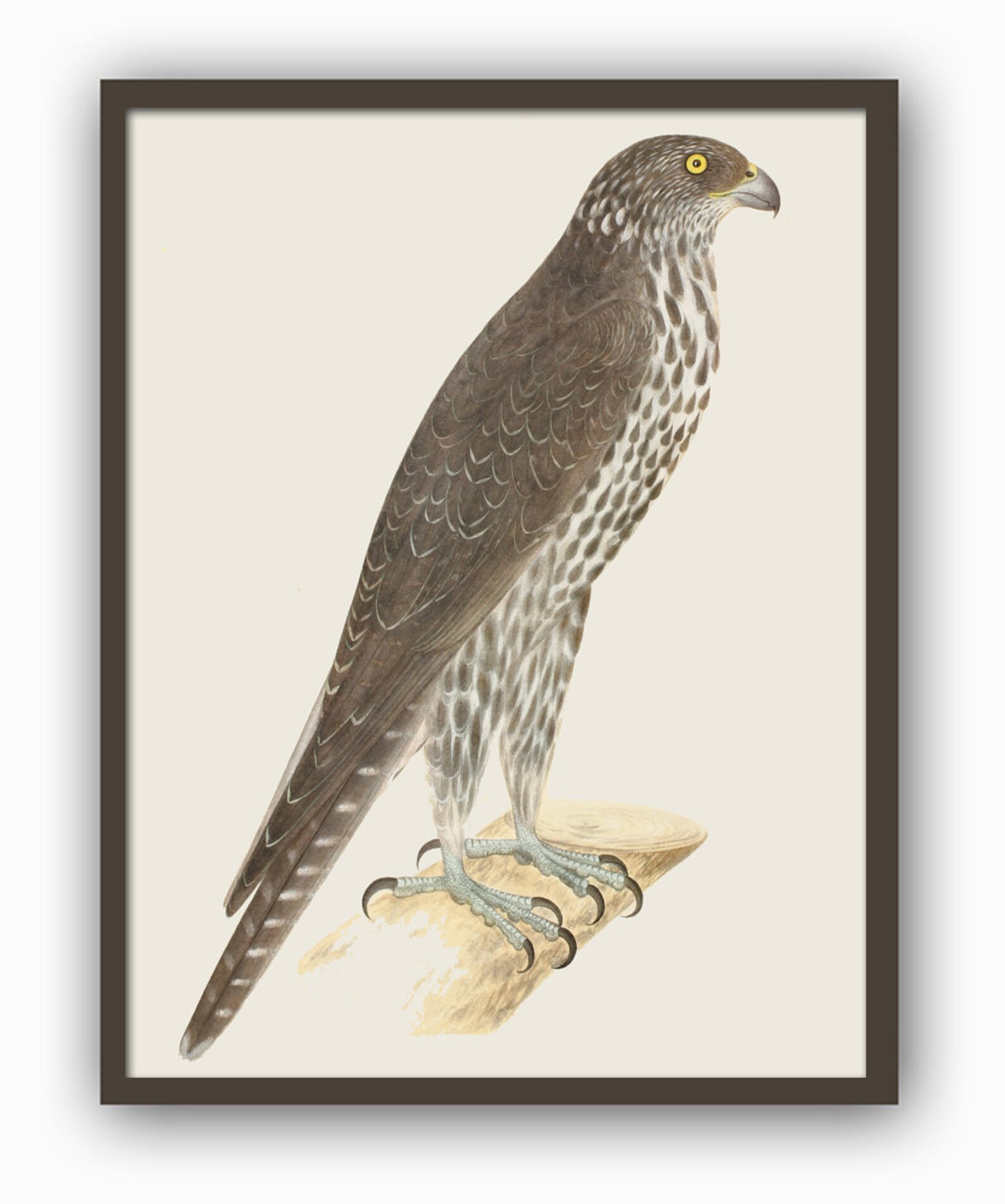 Gyr Falcon Bird Print Large Wall Art Decor Vintage Collection Bird ...