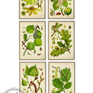 Tree Wall Art Print - Tree Leaves Print - Tree Set of 6 - Botanical ...