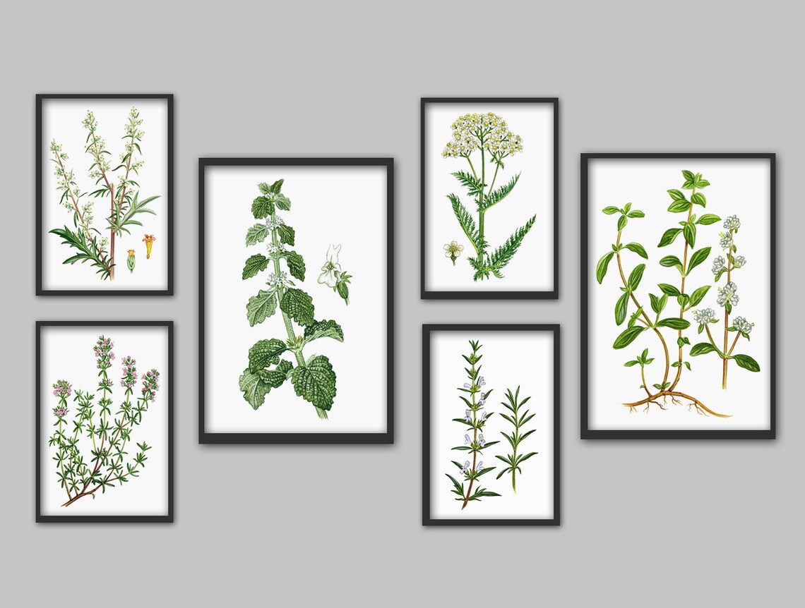 Plant Print Set of 6, Botanical Wall Art Decor, Plant Watercolour ...