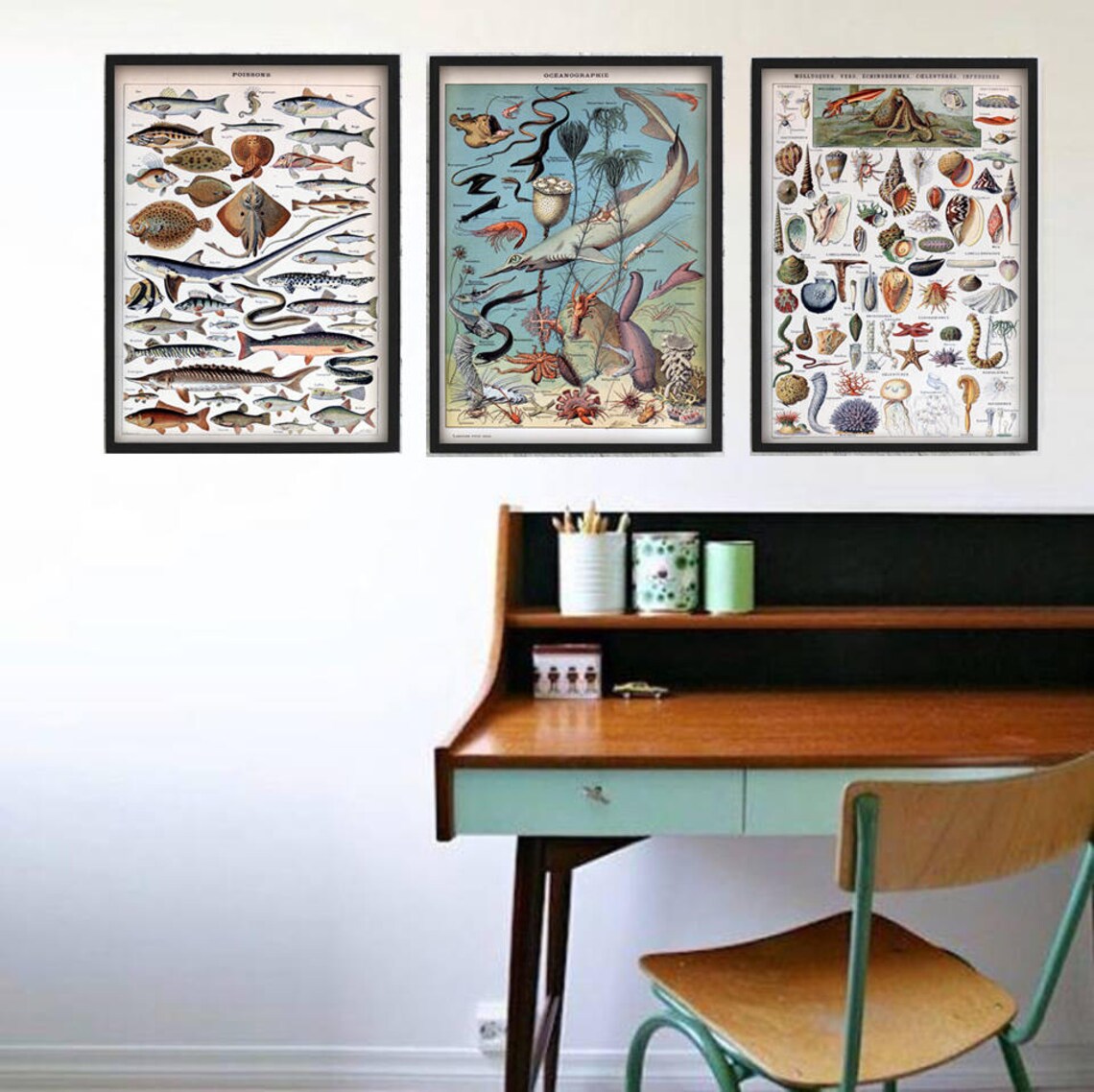 Sea Animals Print shell Print Fish Poster Molluscs Print - Etsy