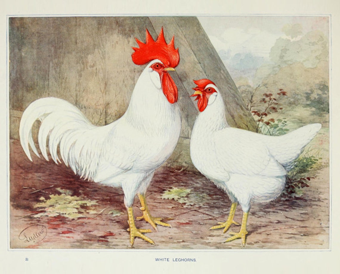 Rooster Print Chickens Print Bird Poster Kitchen Wall Art - Etsy