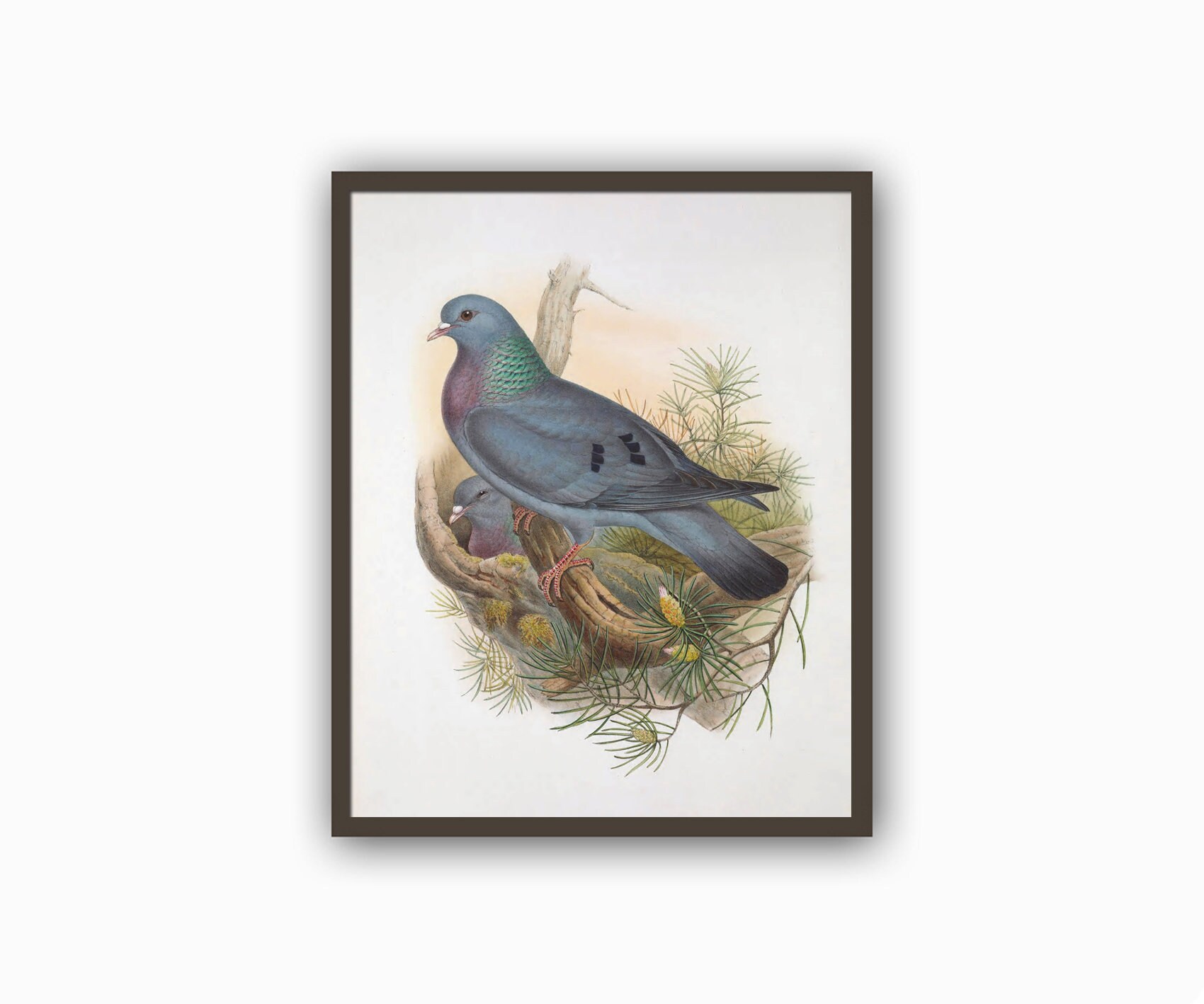 Pigeon Bird Print Pigeon Wall Decor Pigeon Vintage | Etsy