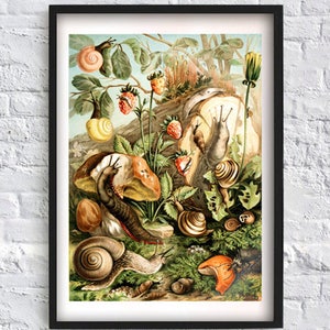 Kitchen Decor, Snail Print, Botanical Art, Biology Print, Mollusc Wall ...