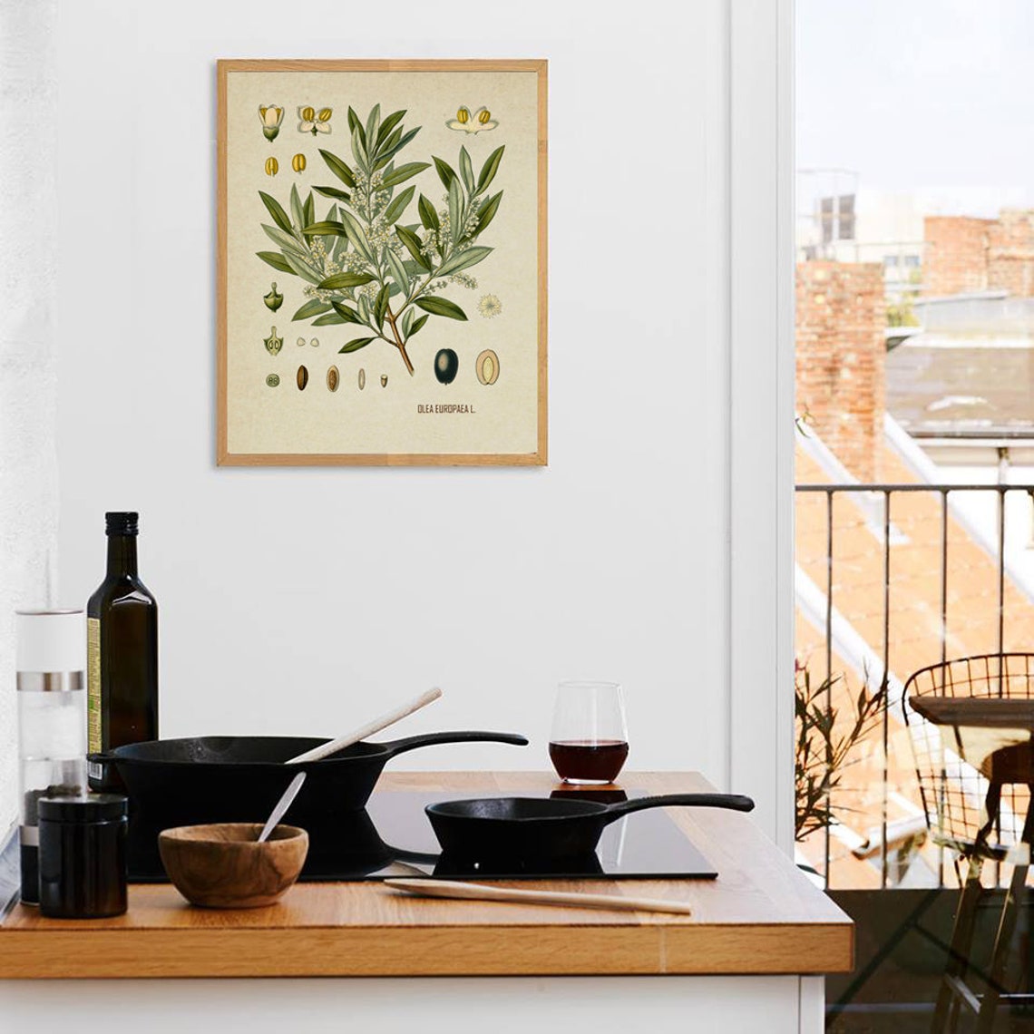 Olive Tree Print, Vintage Olive Tree, Olive Botanical Illustration ...