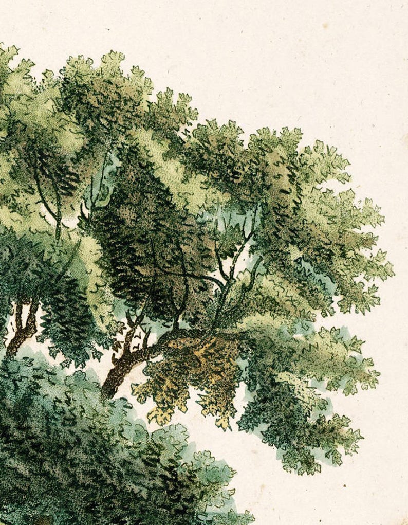 Oak Tree Print Botanical Home Decor Tree Wall Art Oak Tree - Etsy