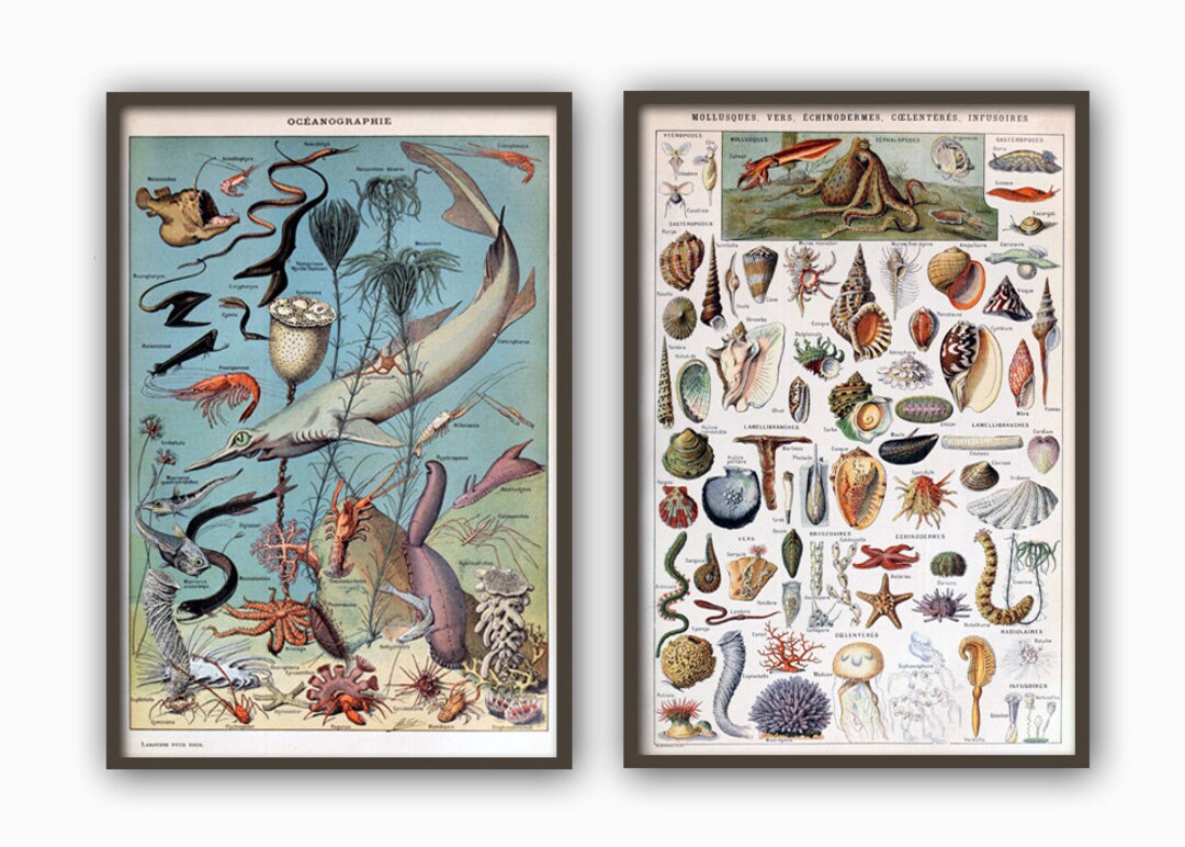 Fish Print Set of 2, Wall Art Decor, Sea Animals Print, Shark, Molluscs ...