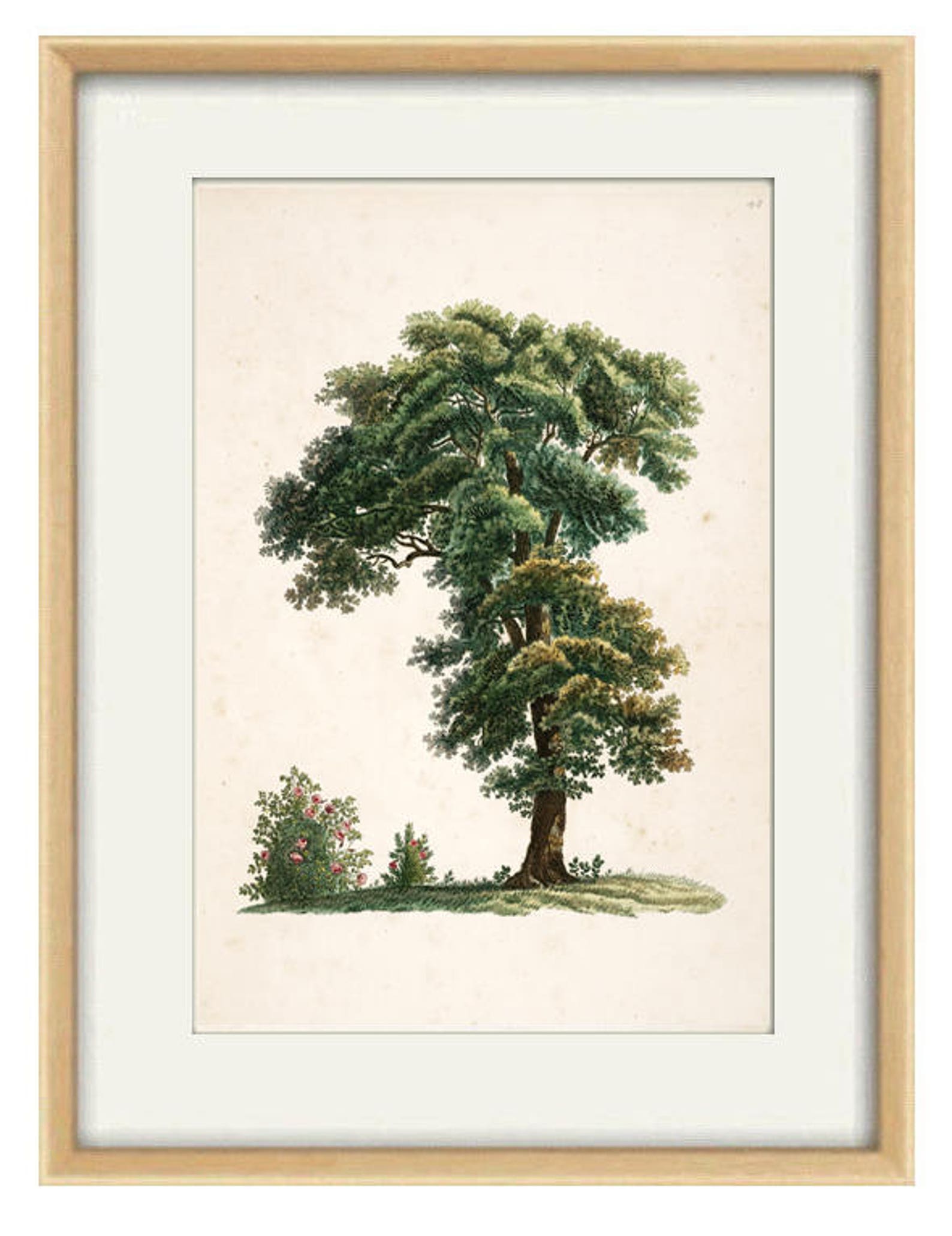 Oak Tree Print Botanical Home Decor Tree Wall Art Oak Tree - Etsy