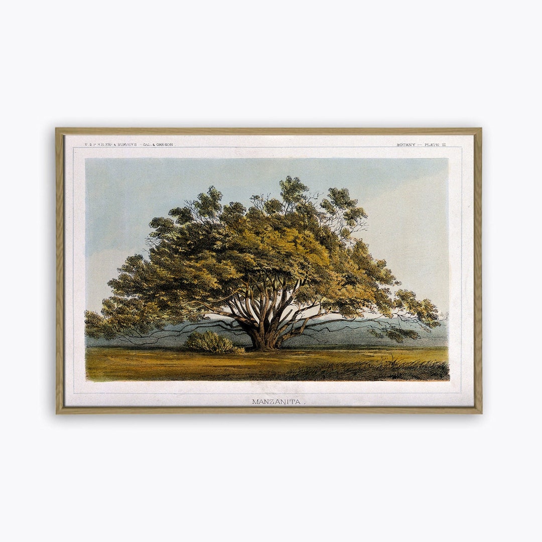 Tree Print, Botanical Home Decor, Tree Wall Art, Tree Decor, Tree ...