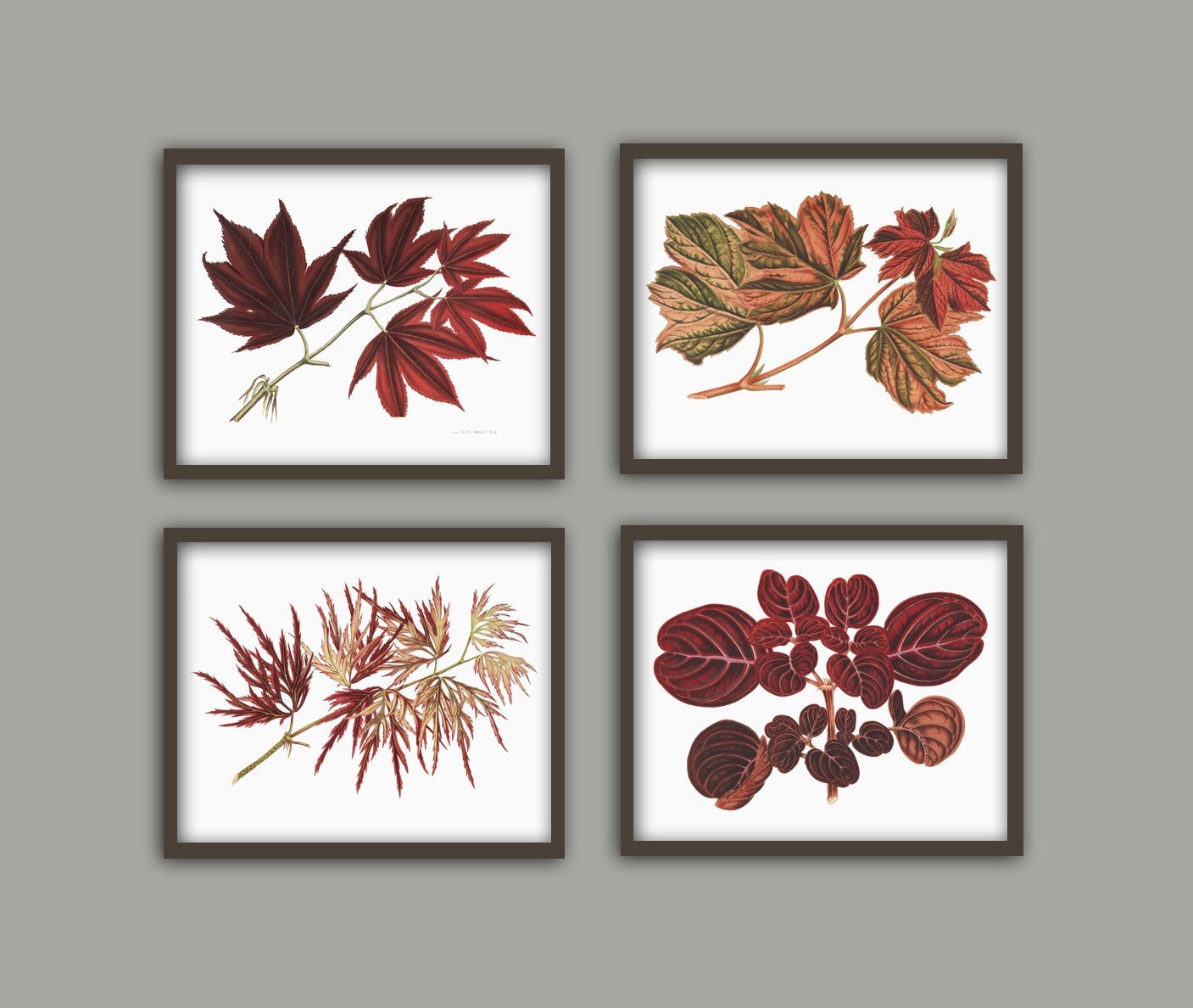 Botanical Print Set of 4 Botanical Wall Art Decor Maple Tree | Etsy