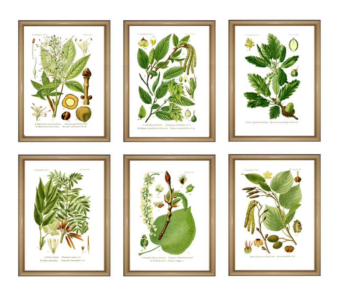Botanical Wall Art Print SET of 6 Green Leaves Print Tree Print Plant ...